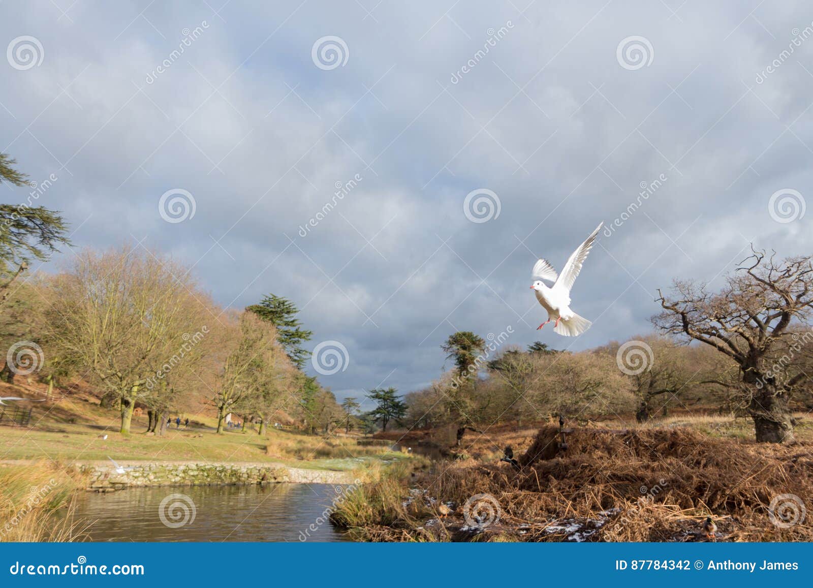 Birds Flying Over a River in a Park at Wintertime Stock Photo - Image ...