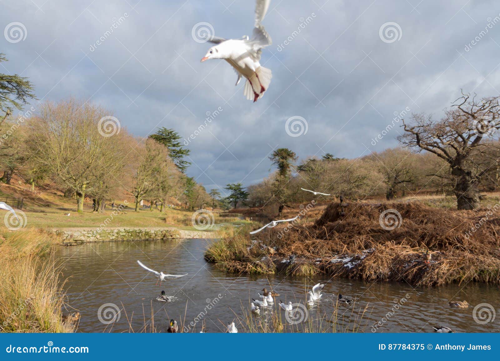 Birds Flying Over a River in a Park at Wintertime Stock Image - Image ...