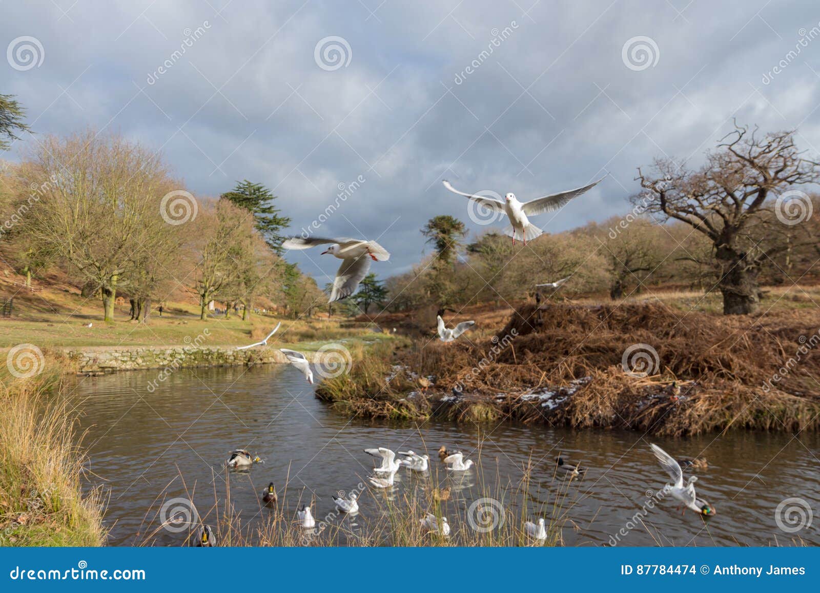 Birds Flying Over a River in a Park at Wintertime Stock Photo - Image ...
