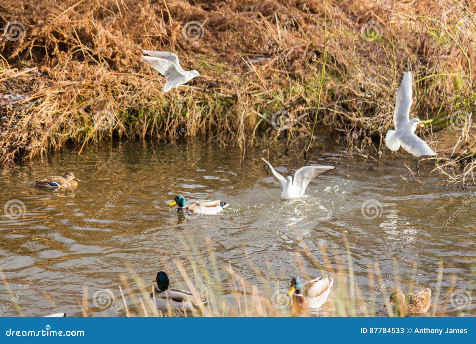 Birds Flying Over a River in a Park at Wintertime Stock Image - Image ...