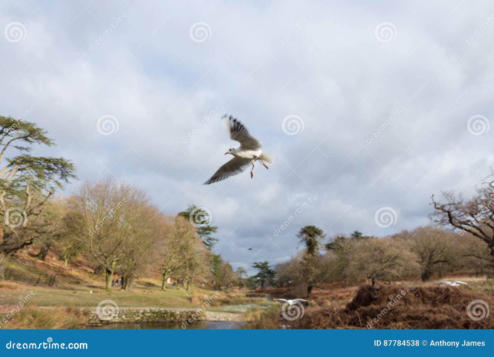 Birds Flying Over a River in a Park at Wintertime Stock Photo - Image ...