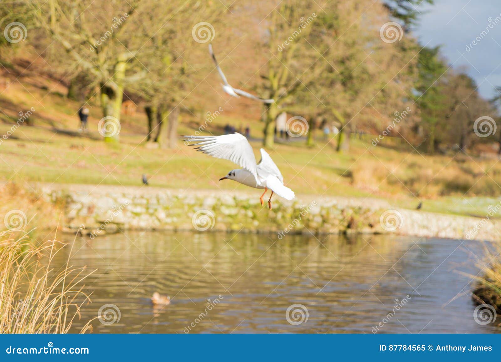 Birds Flying Over a River in a Park at Wintertime Stock Image - Image ...
