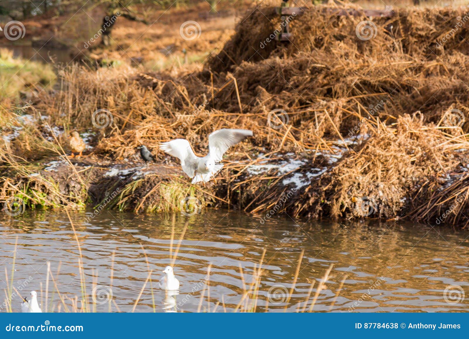 Birds Flying Over a River in a Park at Wintertime Stock Photo - Image ...