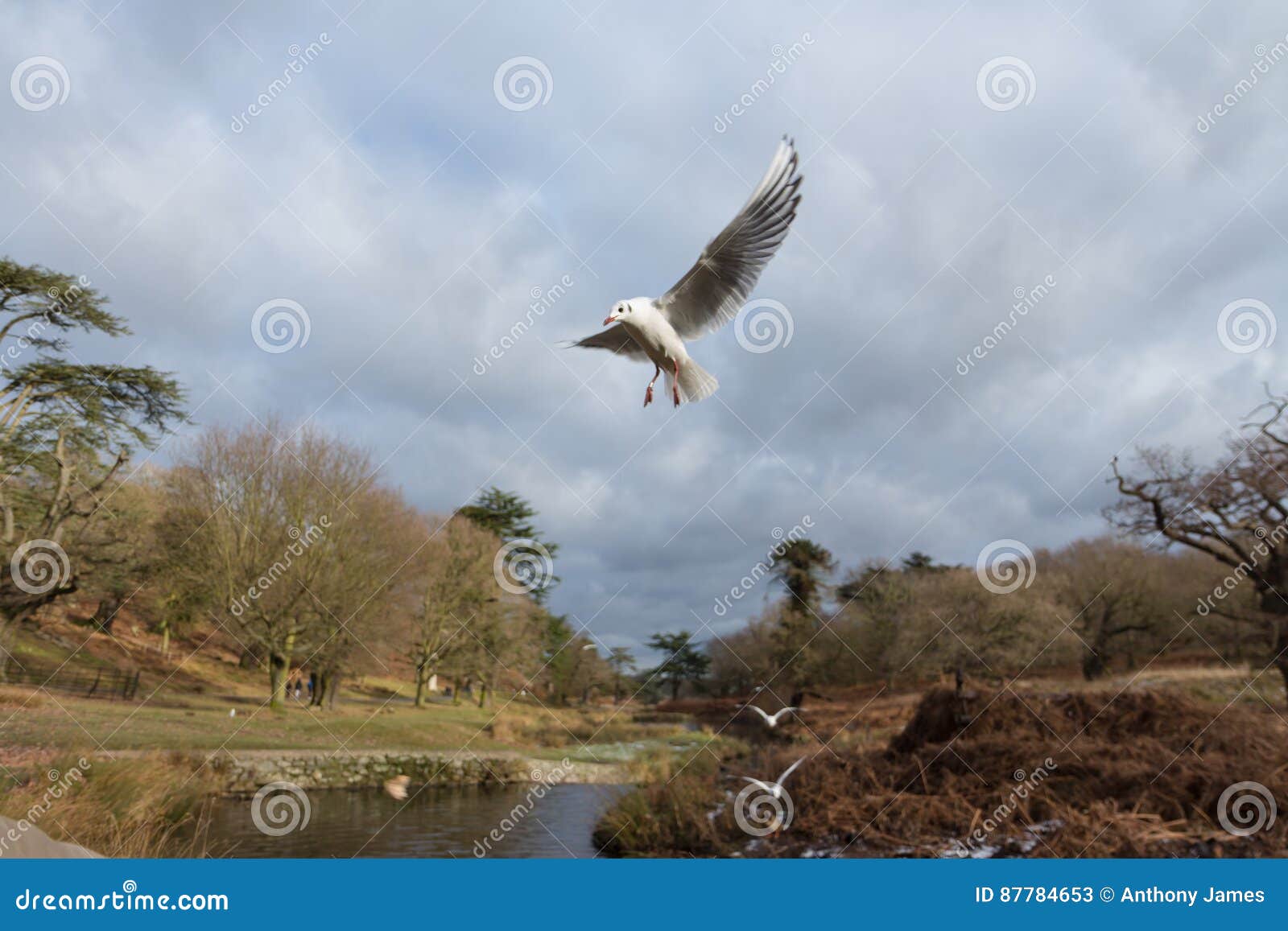 Birds Flying Over a River in a Park at Wintertime Stock Image - Image ...