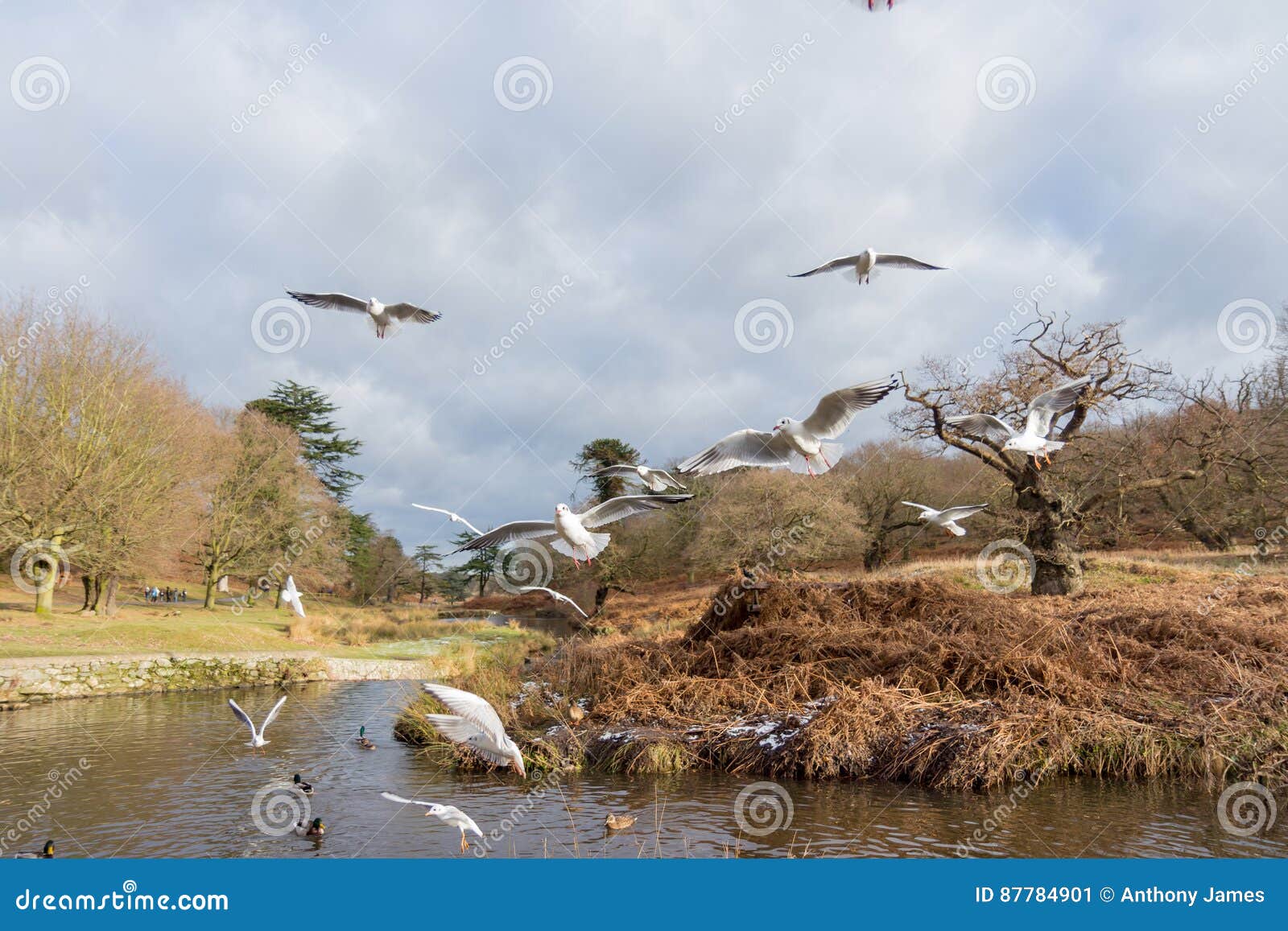 Birds Flying Over a River in a Park at Wintertime Stock Image - Image ...