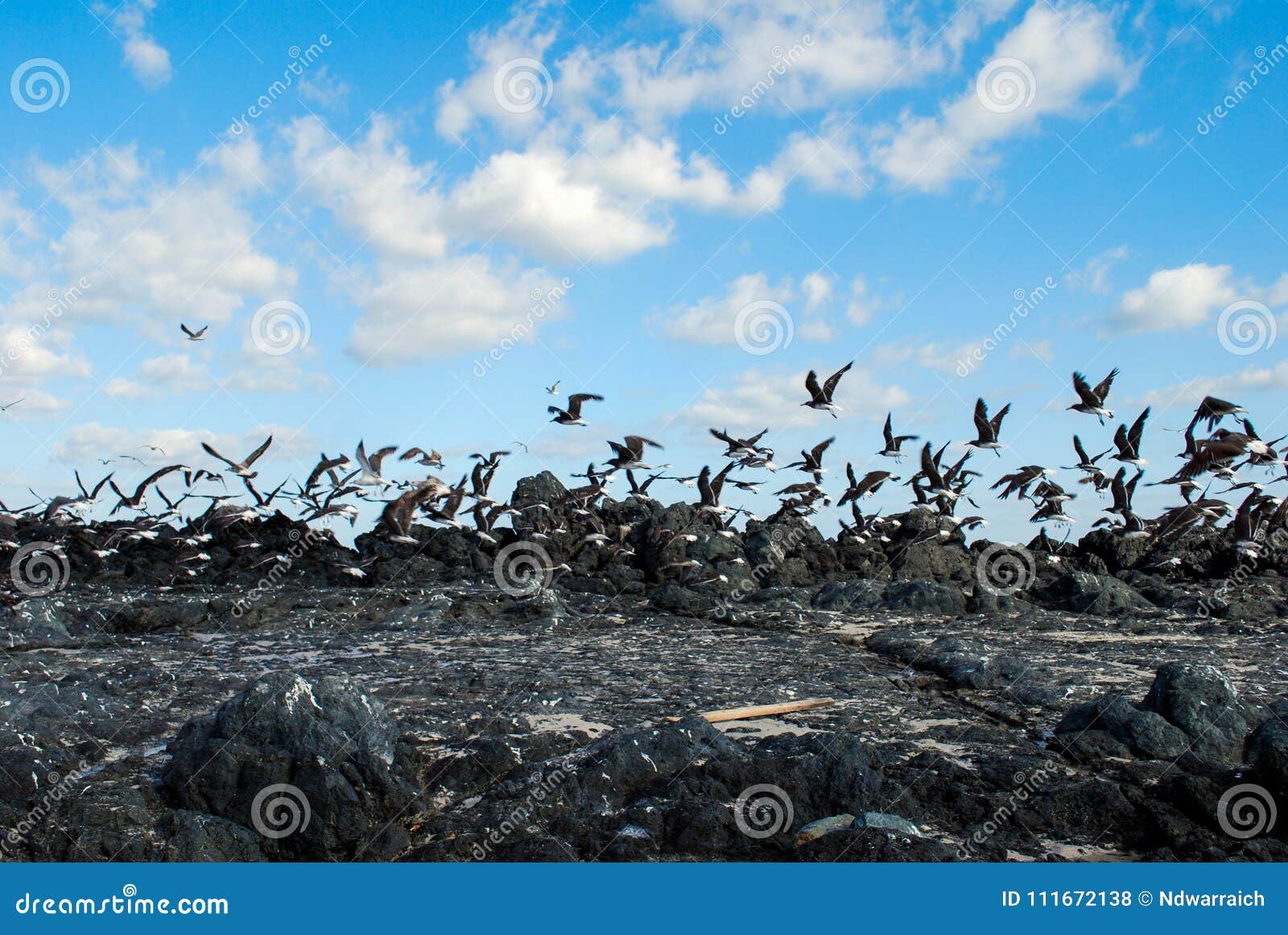 Flying birds on the beach stock photo. Image of migrate - 111672138
