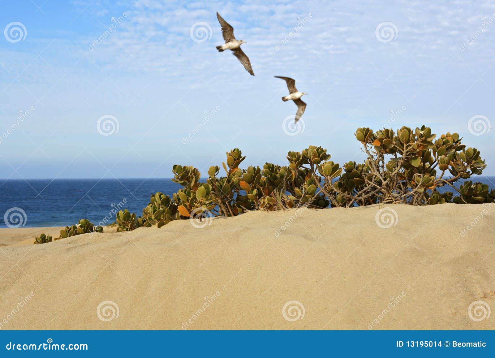 Birds Flying Over Sand Dune at the Beach Stock Photo - Image of seagull ...