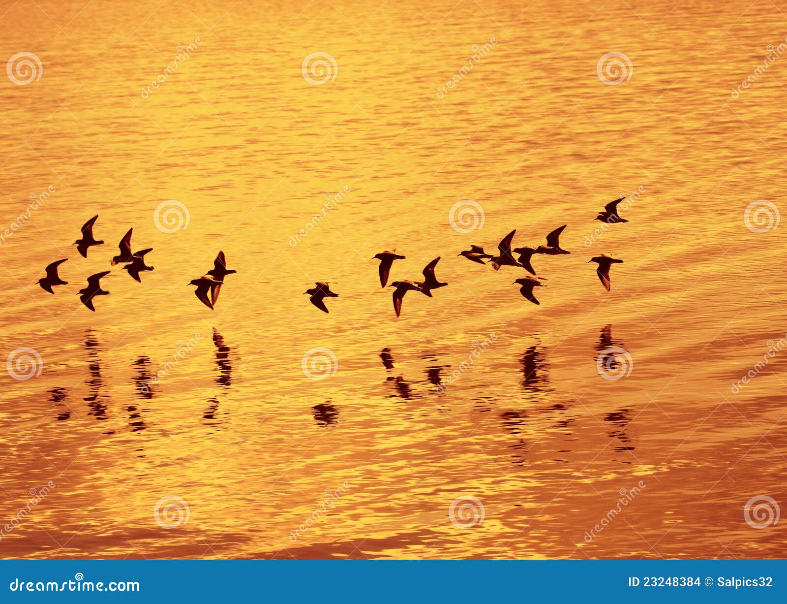 Birds flying over the sea stock photo. Image of ocean - 23248384