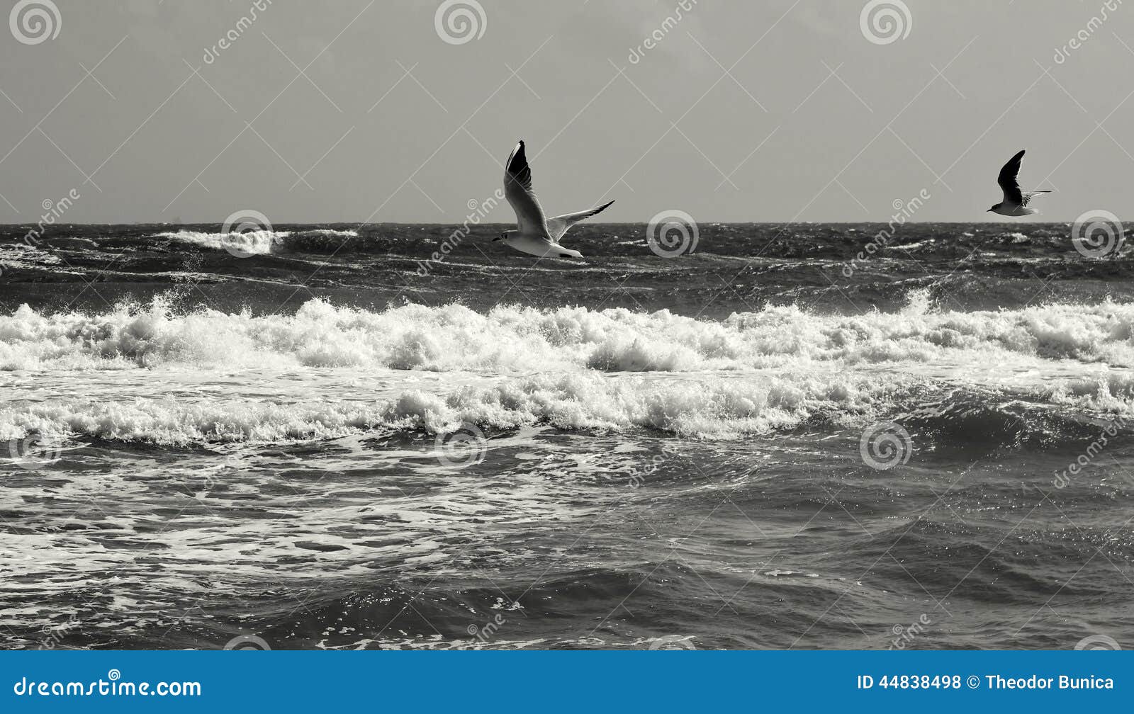 Seascape. Birds Flying. Summer, Sea, Waves, Holiday, Fun - Black Sea ...