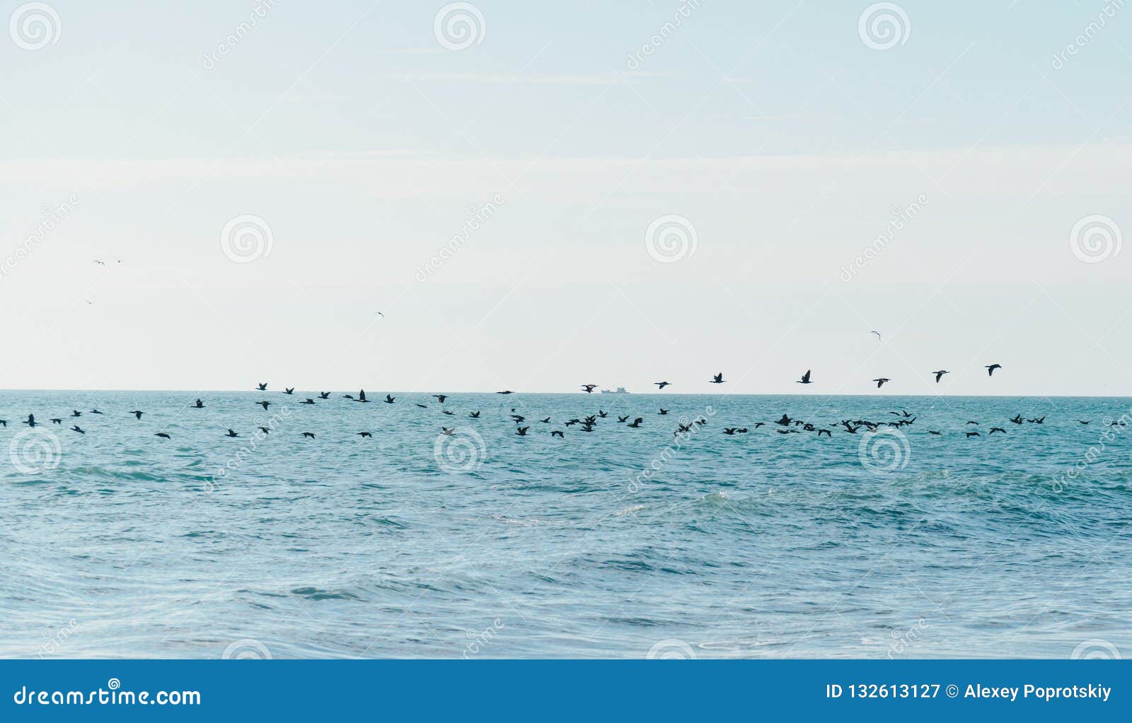 Birds flying over the sea. stock image. Image of surface - 132613127