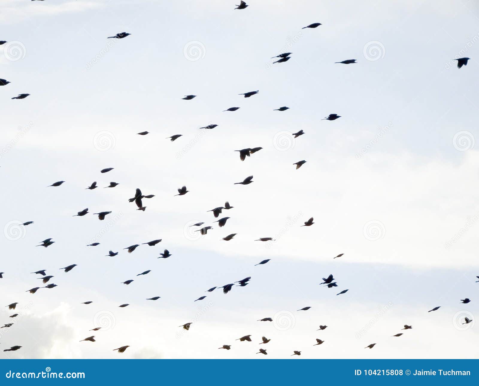 Birds Flying Over a Tree in the Swamps Stock Photo - Image of crisp ...
