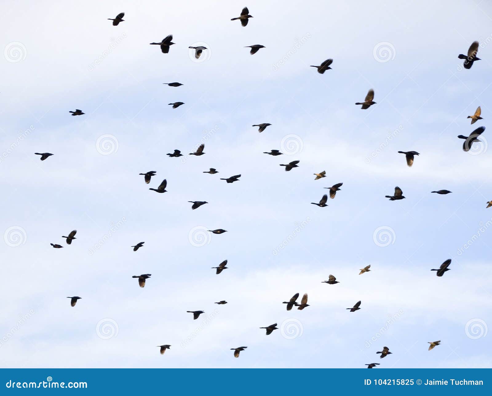 Birds Flying Over a Tree in the Swamps Stock Image - Image of migration ...