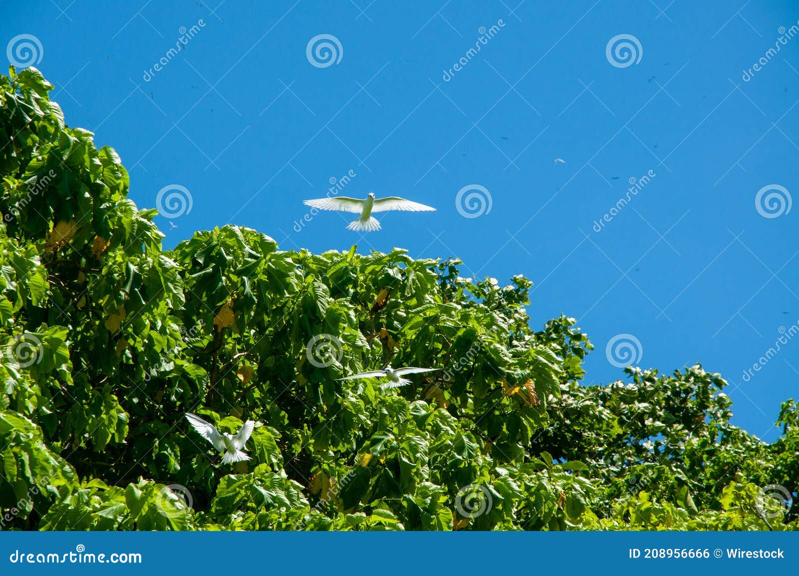 Birds Flying Over the Trees in a Blue Stock Photo - Image of feathers ...