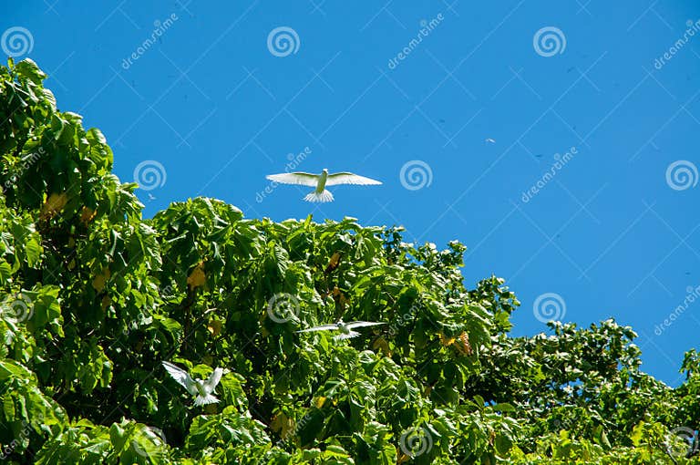 Birds Flying Over the Trees in a Blue Stock Photo - Image of feathers ...
