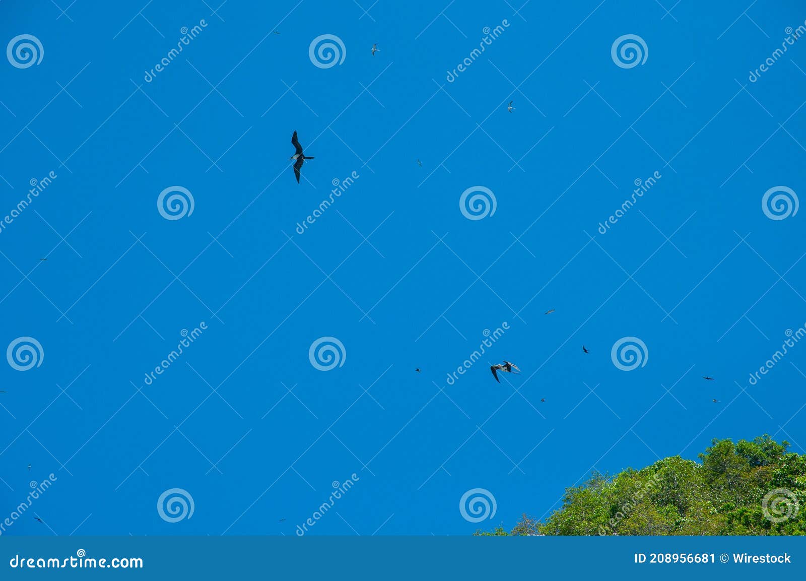 Birds Flying Over Trees in the Blue Sky Stock Image - Image of natural ...