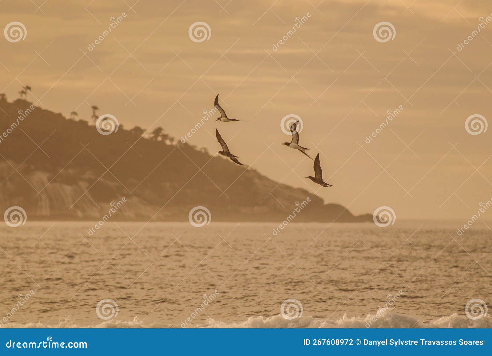 Birds flying over water stock photo. Image of wind, beach - 267608972