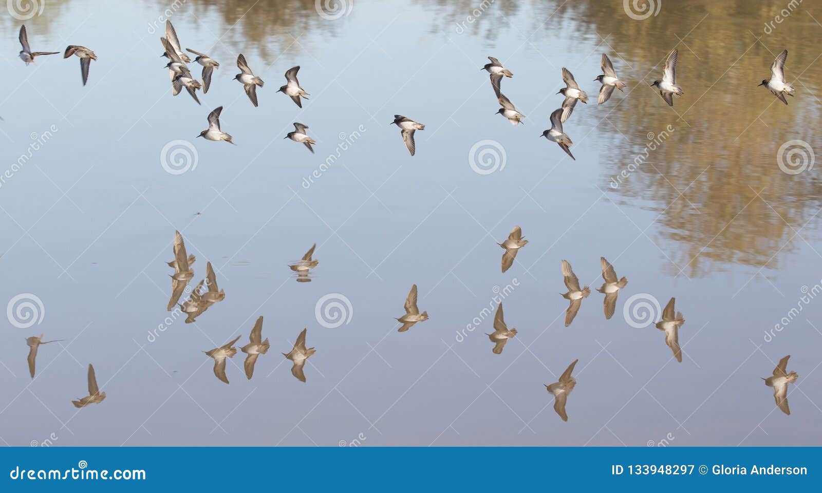 Birds Flying Over Water Casting a Reflection Stock Image - Image of ...
