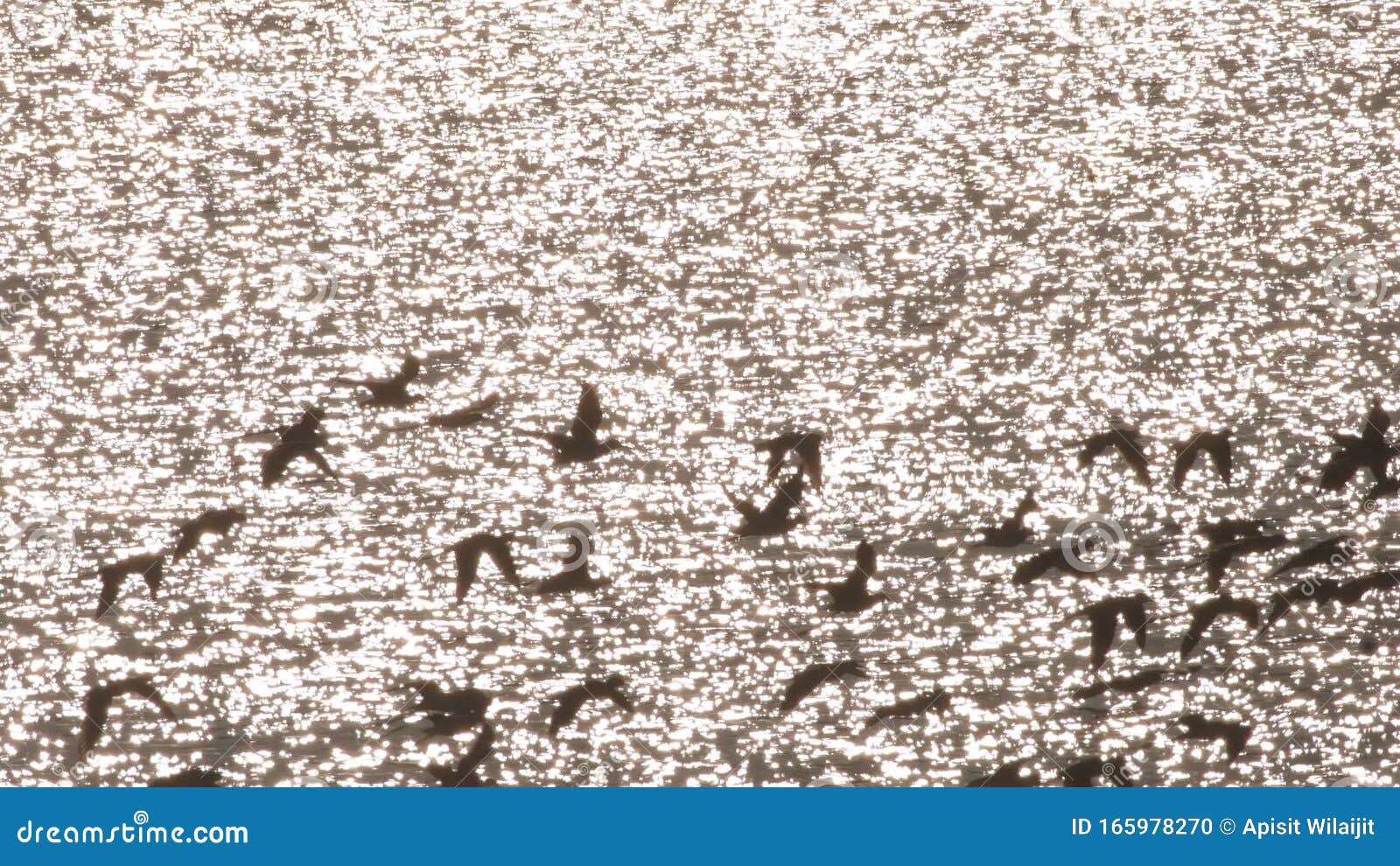 Birds Flying Over Water with Sunlight Reflection. Stock Footage - Video ...
