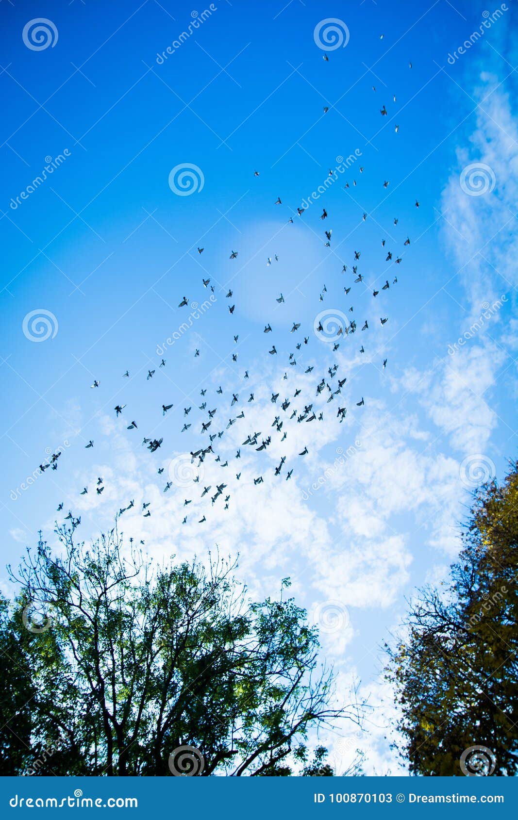 Birds stock image. Image of flock, pelicans, beak, together - 100870103