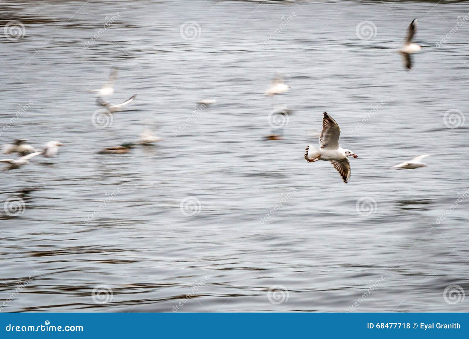 Birds flying in the river stock photo. Image of fauna - 68477718
