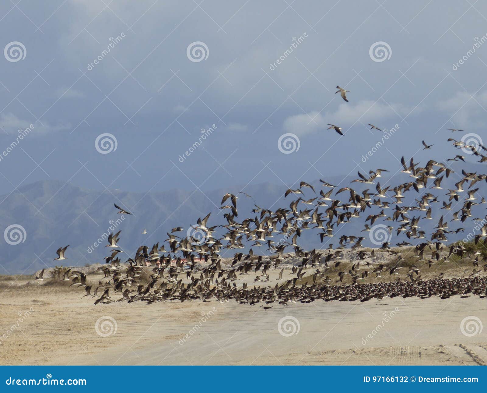 Birds flying stock photo. Image of flying, stampede, bird - 97166132