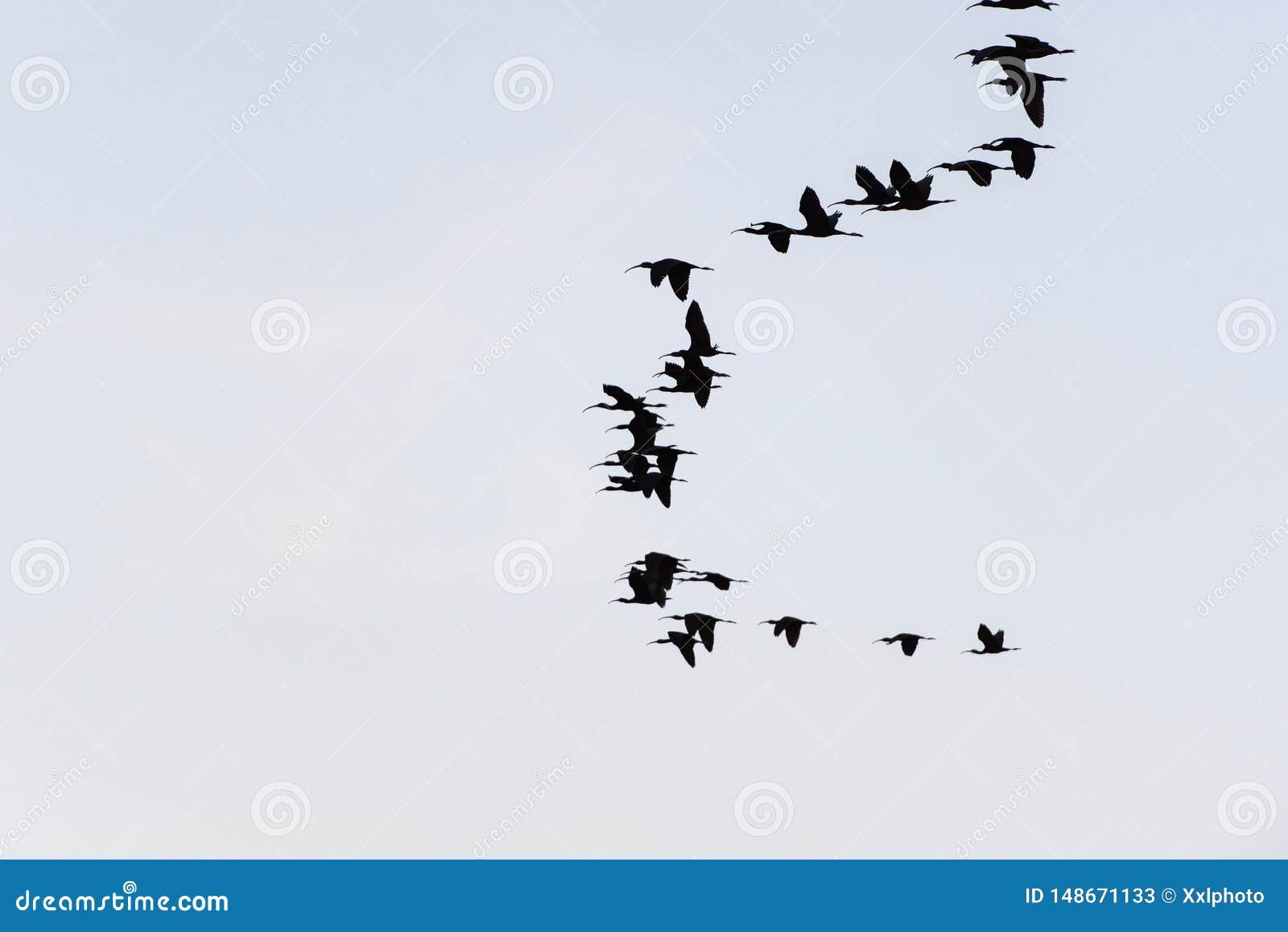 Birds flying in a row stock image. Image of evening - 148671133