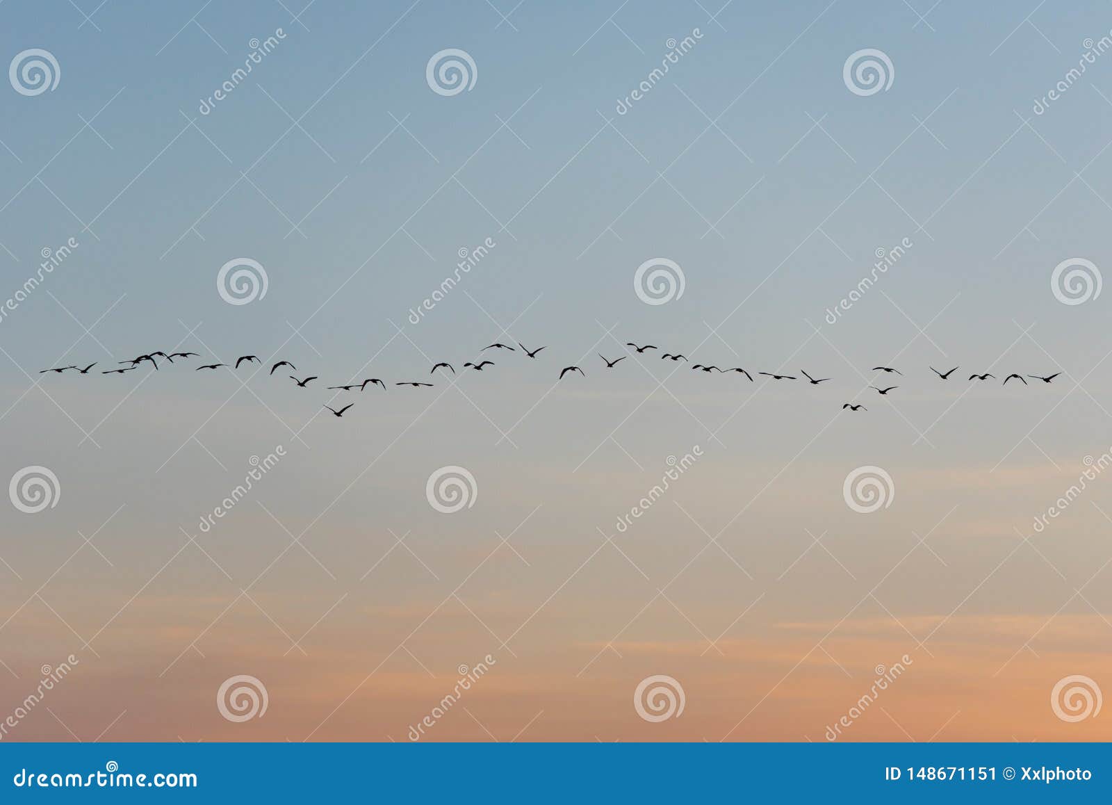 Birds flying in a row stock image. Image of sunset, natural - 148671151