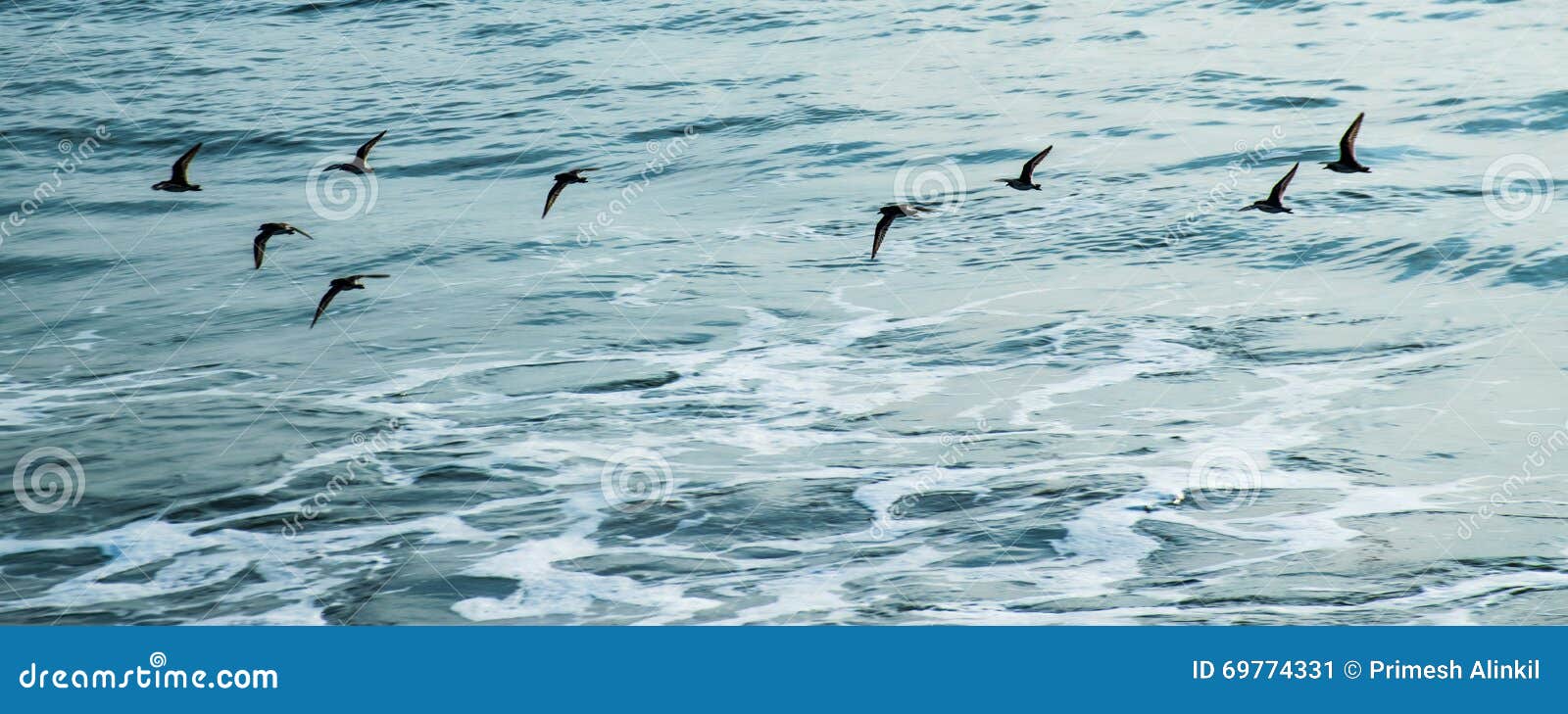 Nine Birds flying stock image. Image of landscape, wildlife - 69774331