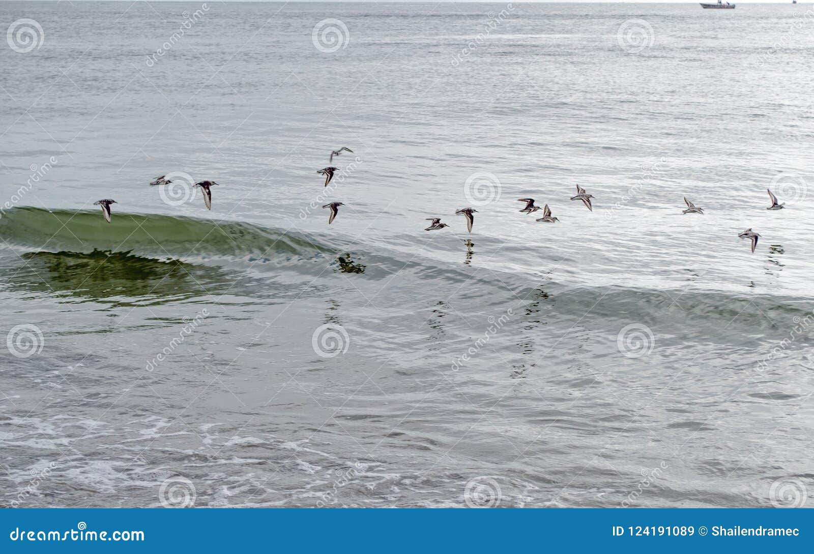 Birds flying at sea beach stock image. Image of sunny - 124191089