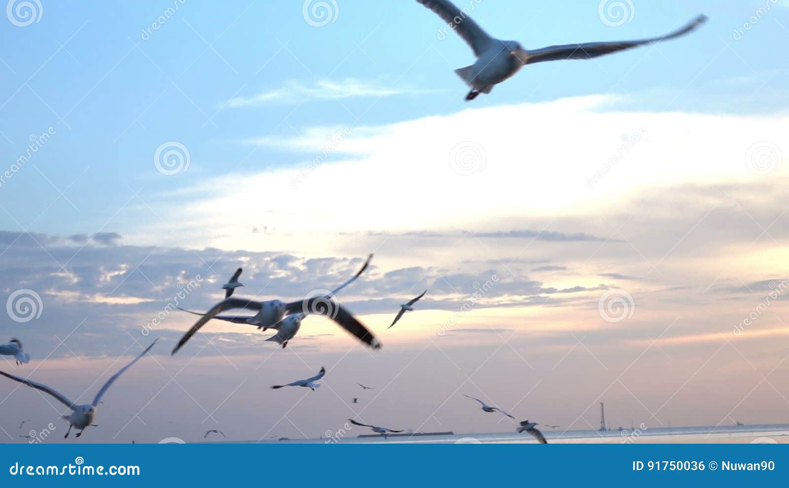 Motion Birds Stock Footage & Videos - 14,121 Stock Videos
