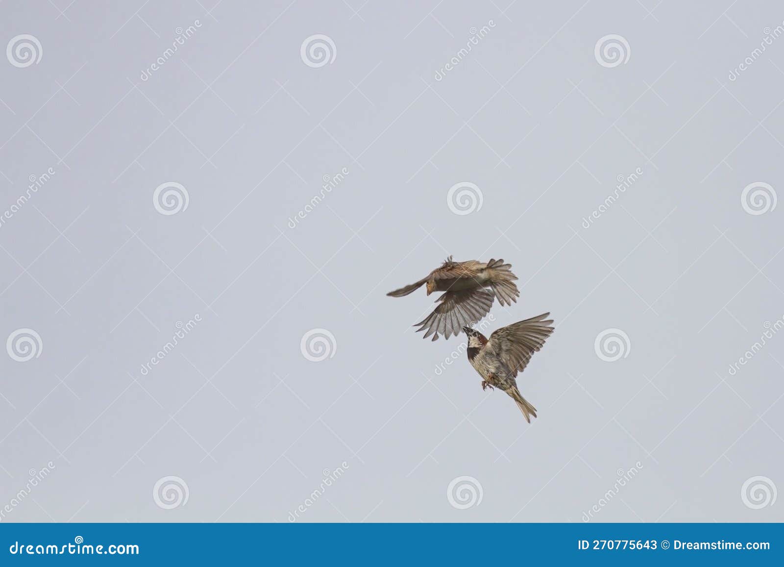 Birds Flying Side-by-side in a Blue Sky Stock Image - Image of ...