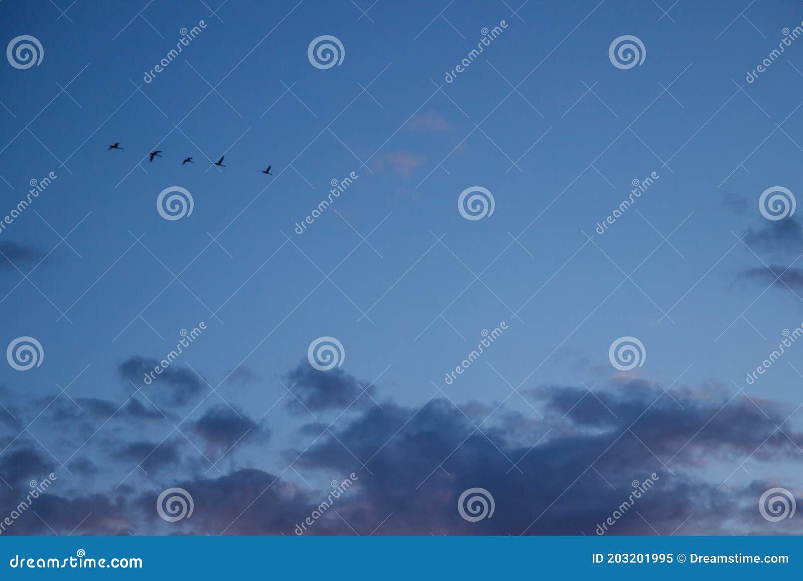 Birds are Flying in the Sky Far Away Stock Image - Image of flock ...