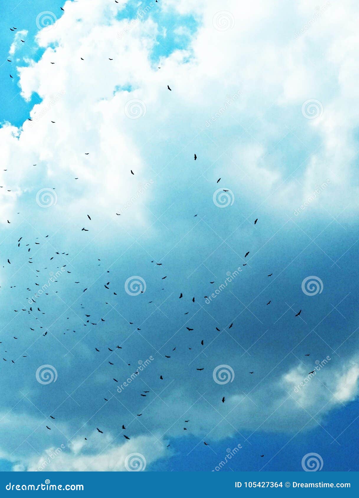 Heaven stock photo. Image of bird, heaven, birds, blue - 105427364