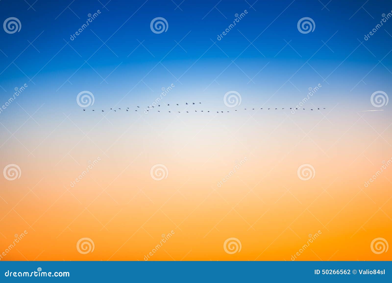 Birds Flying in the Sky at Sunset Stock Photo - Image of cloudscape ...