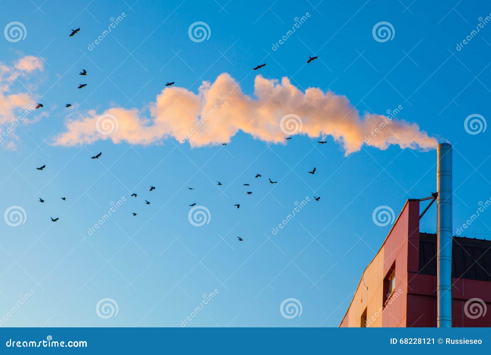 Birds flying through smoke stock image. Image of outdoor - 68228121