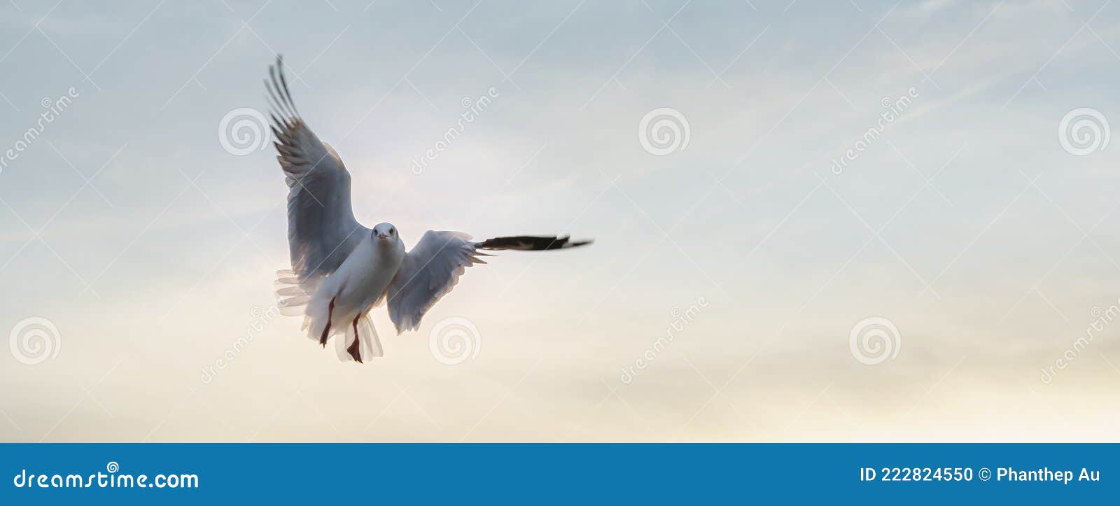 Birds Flying Spread Wings at Sunset Stock Photo - Image of scene ...