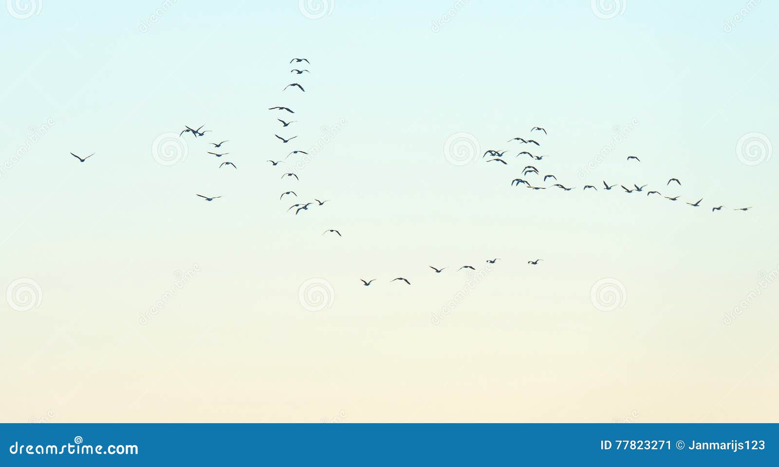 Birds Flying in a Sunny Sky Stock Image - Image of flight, flying: 77823271