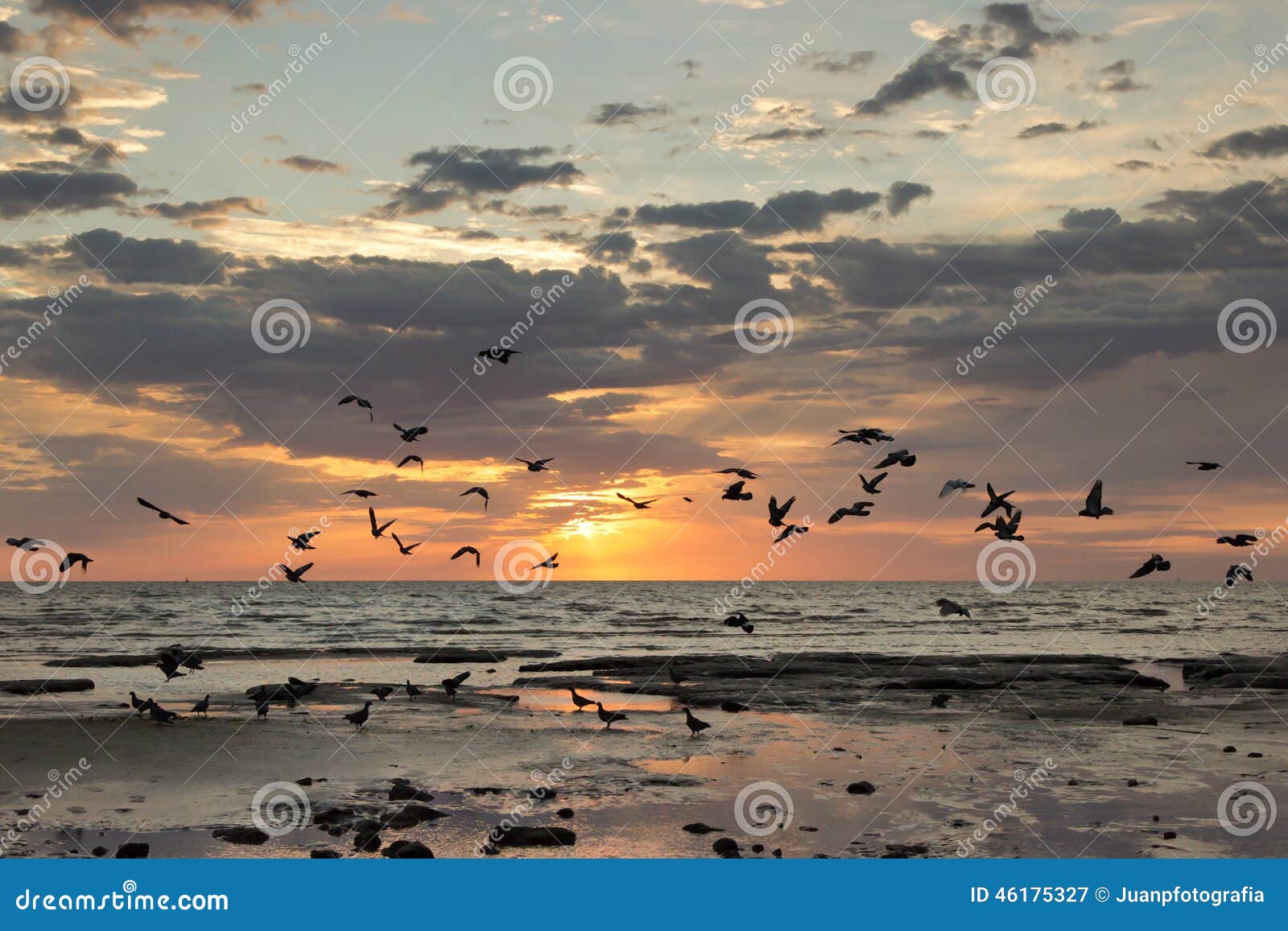 Birds flying sunrise stock image. Image of birds, river - 46175327