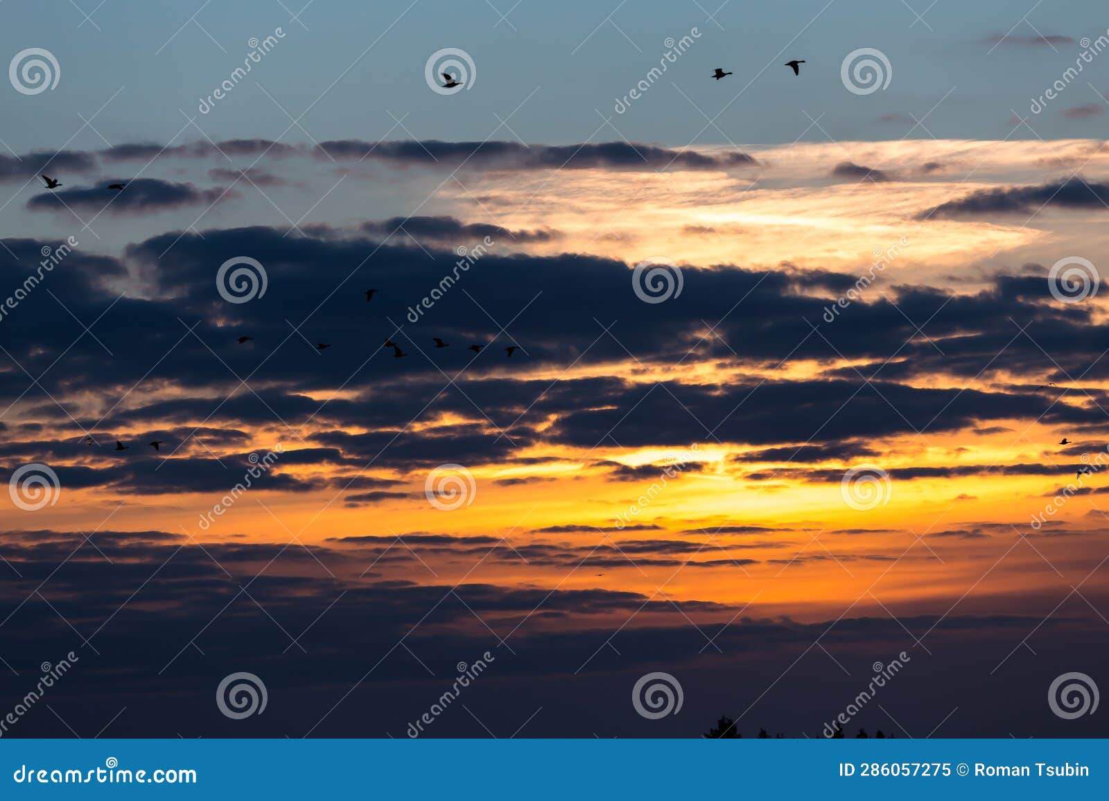 Birds flying in sunset stock image. Image of summer - 286057275