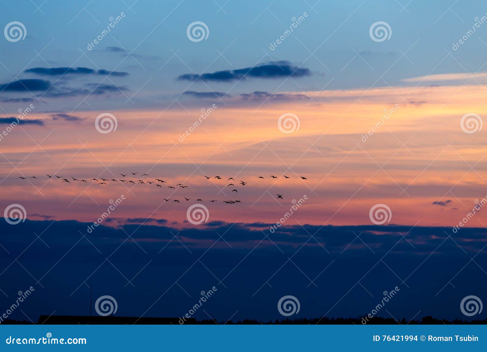 Birds flying in sunset stock photo. Image of tropical - 76421994