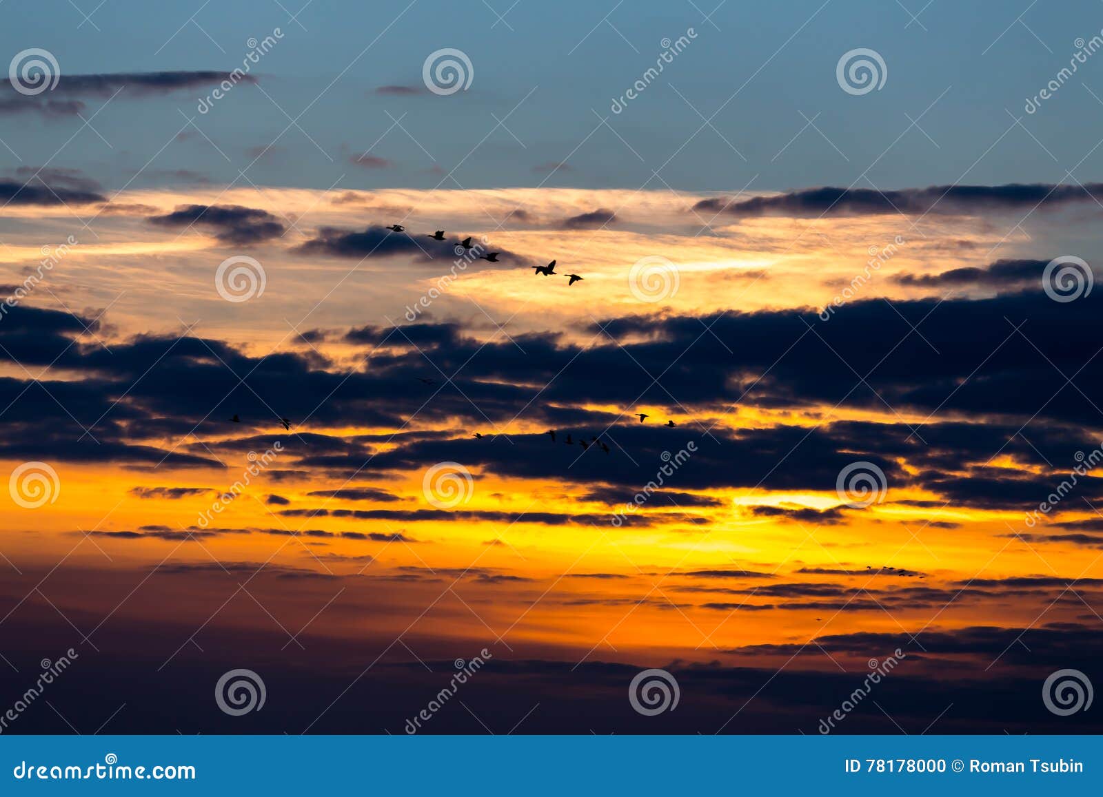 Birds flying in sunset stock photo. Image of dusk, sunrise - 78178000