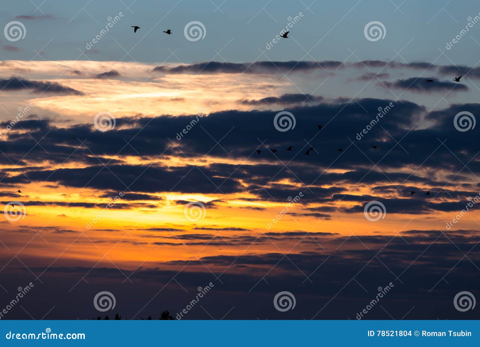 Birds flying in sunset stock photo. Image of birds, tropical - 78521804