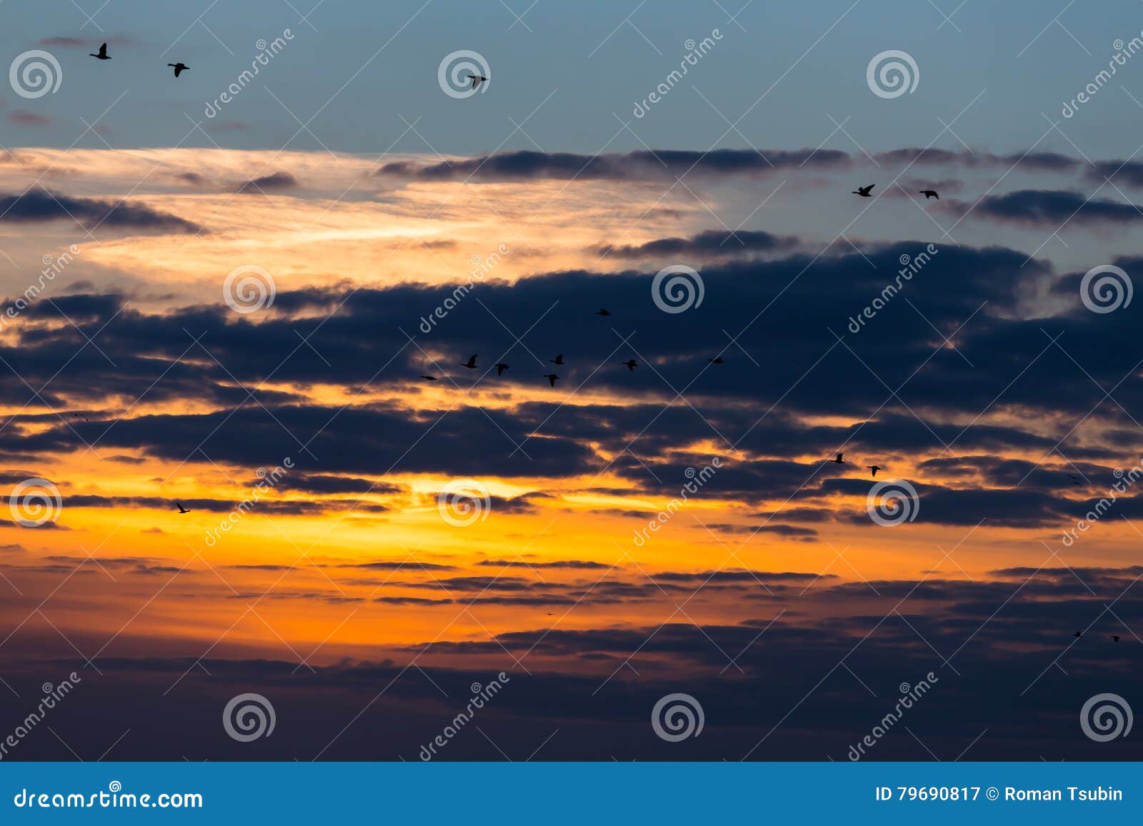 Birds flying in sunset stock image. Image of walking - 79690817