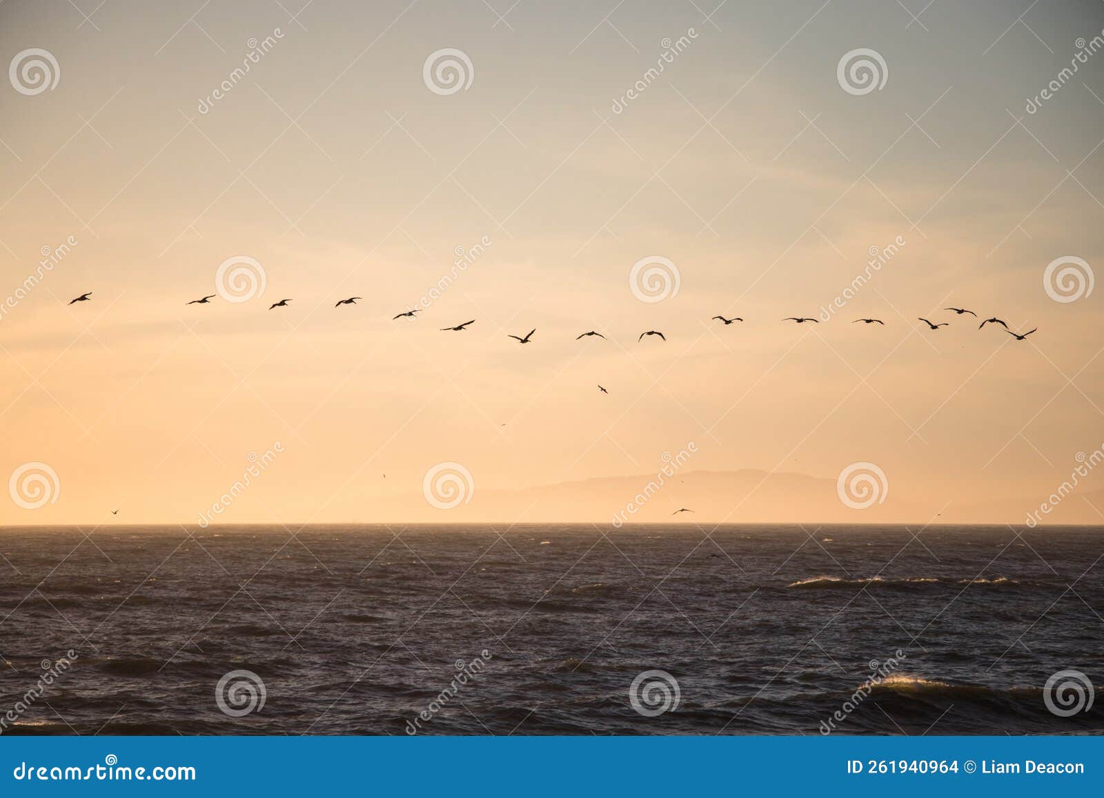 Birds Flying in the Sunset stock photo. Image of fishing - 261940964