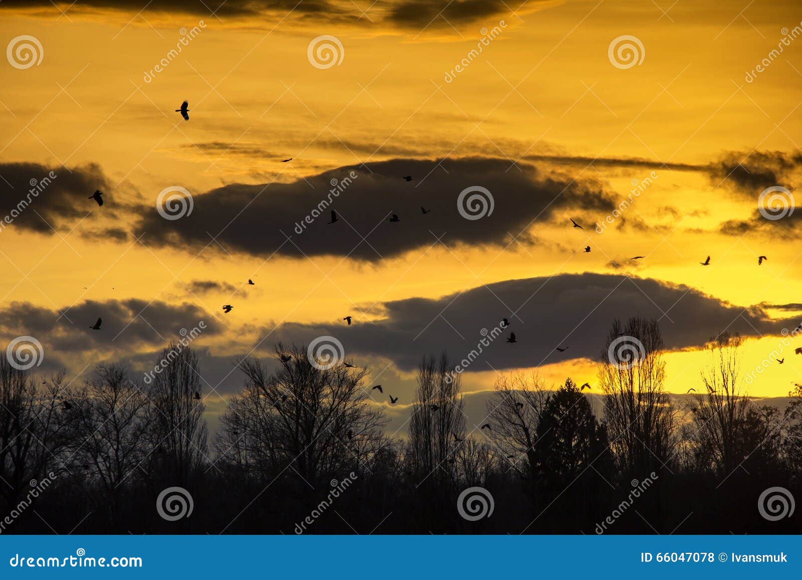 Birds Flying in Sunset stock photo. Image of freedom - 66047078