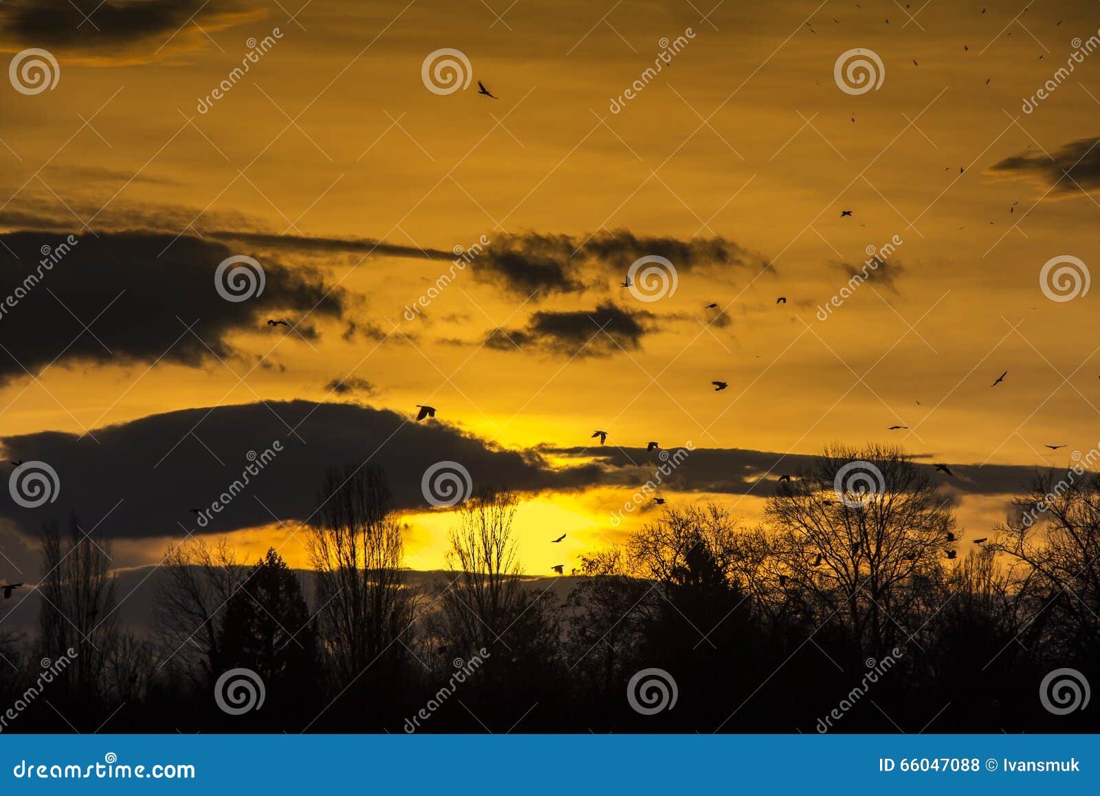 Birds Flying in Sunset stock photo. Image of dove, organic - 66047088