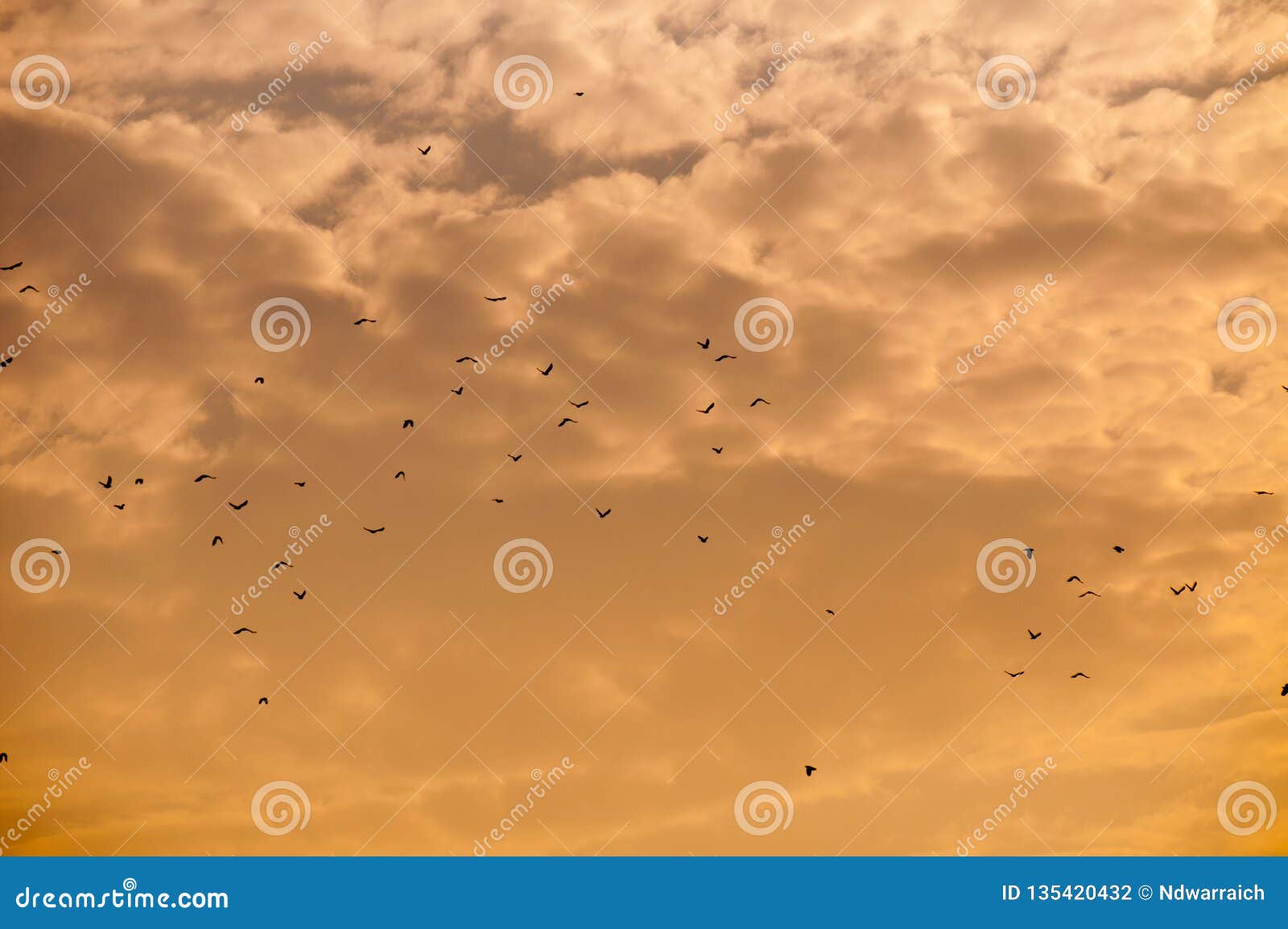 Birds are Flying during Sunset Stock Photo - Image of nature, sunrise ...