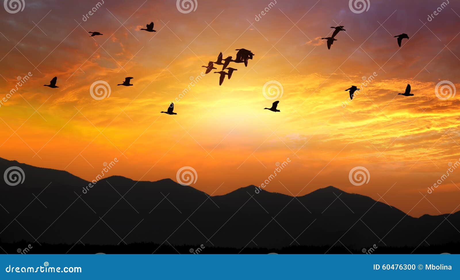Birds Flying at Sunset stock photo. Image of dream, landscape - 60476300