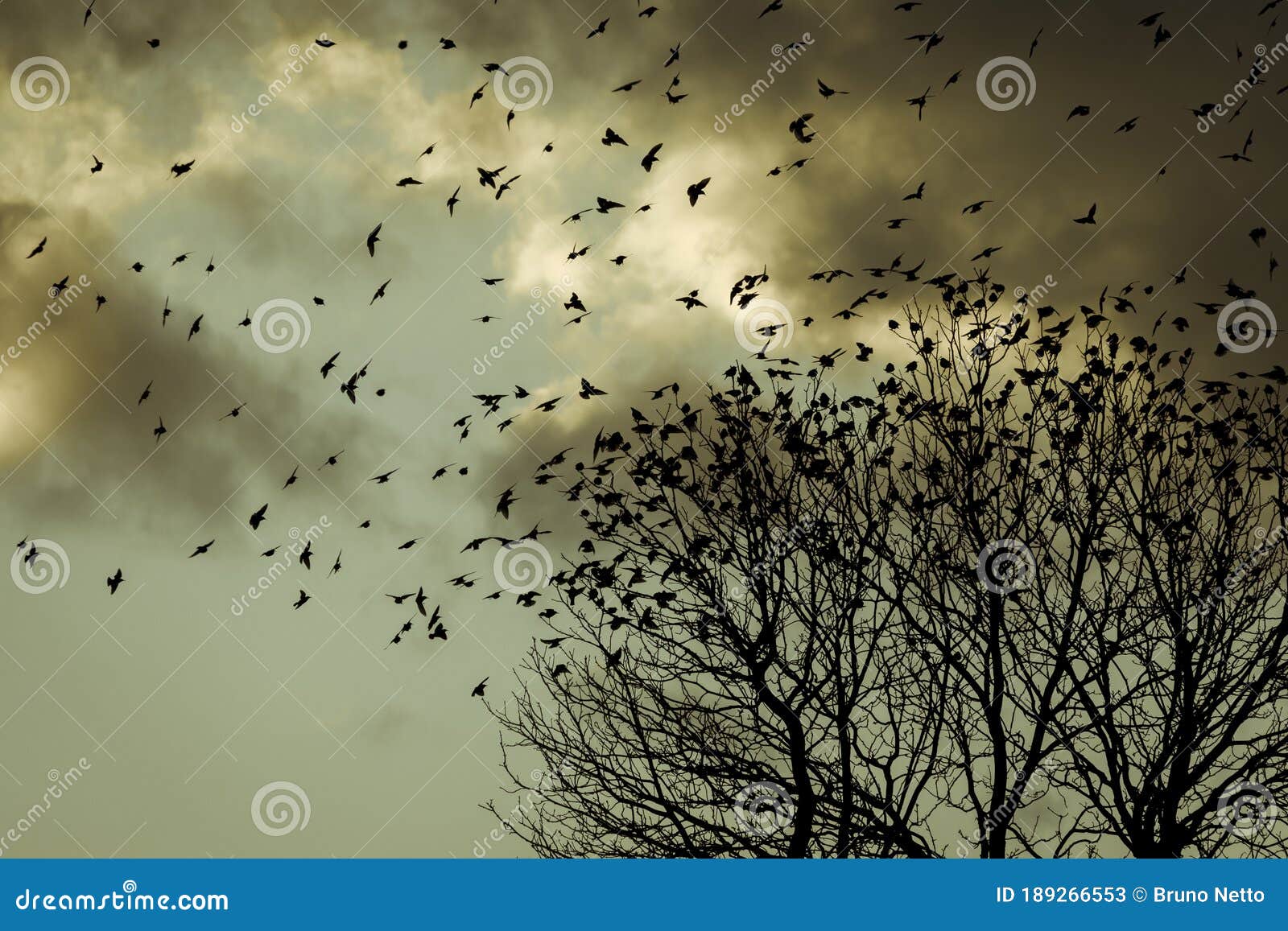 Birds Flying Together at Sunset Stock Image - Image of incredible ...