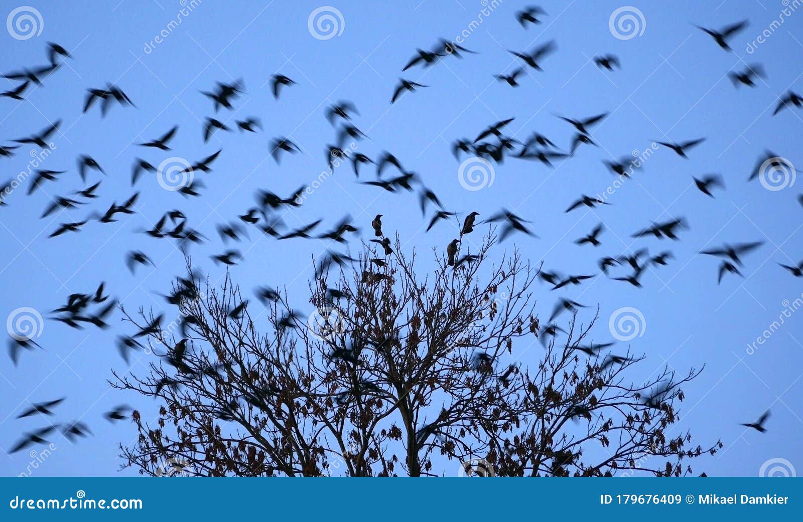 Flying Fox On The Tree Royalty-Free Stock Image | CartoonDealer.com ...